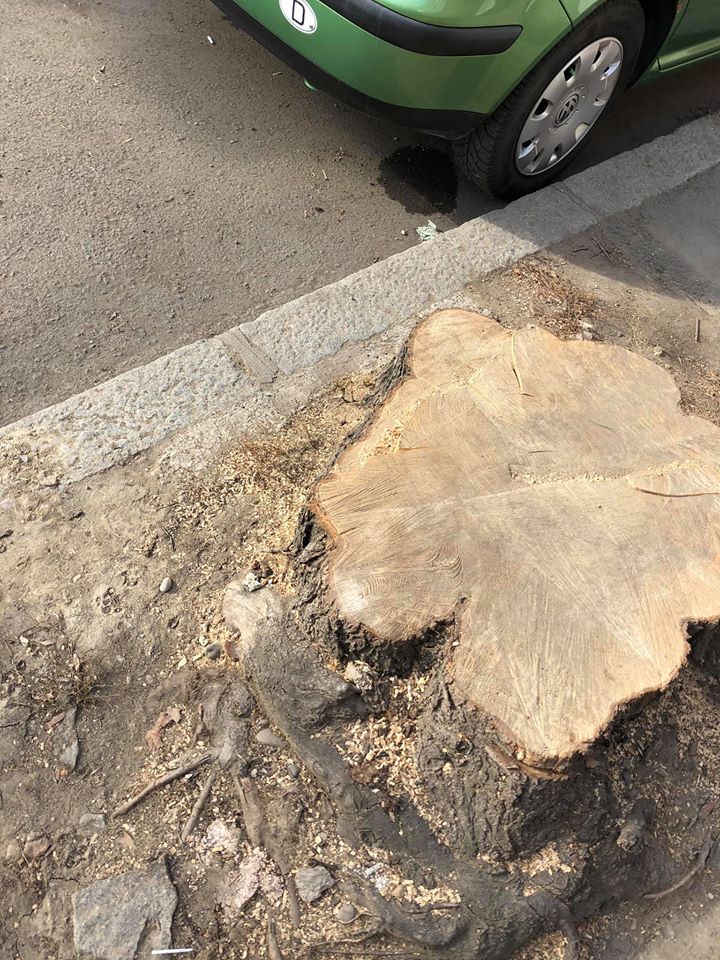 Gospodărire Urbană, amendată pentru că a tăiat de la rădăcină copaci ...